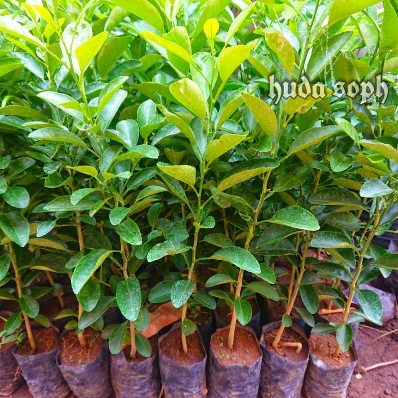 Jual paket 2 bibit jeruk nipis // bibit jeruk pecel | Shopee Indonesia
