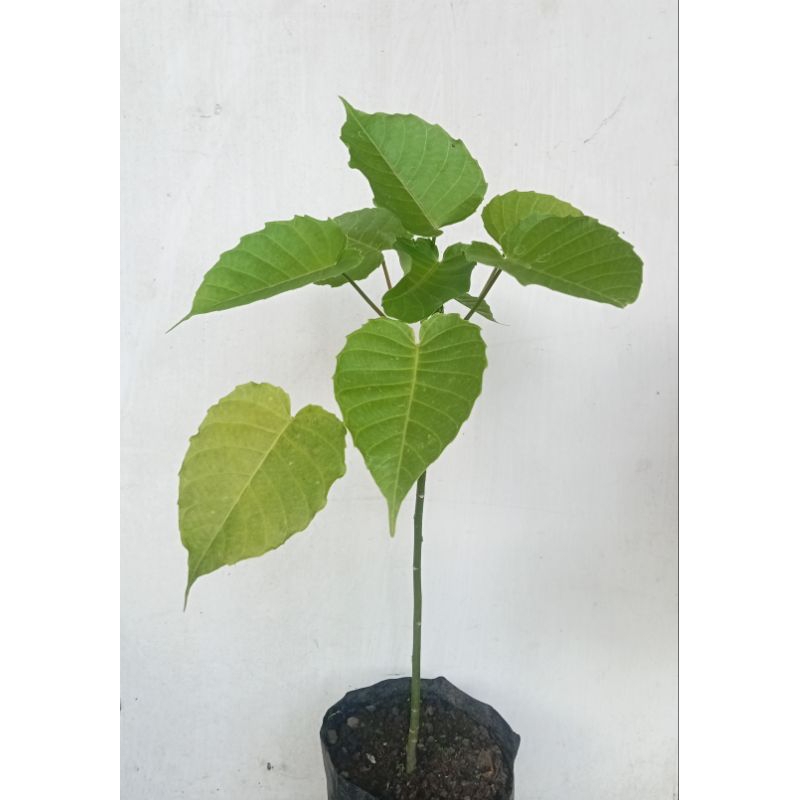 Jual pohon Kalpataru - Roda | Shopee Indonesia