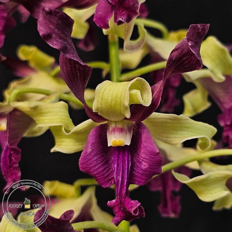 Jual ( BISA COD ) Seedling Anggrek Dendrobium Bromo Sunrise - Tanaman ...