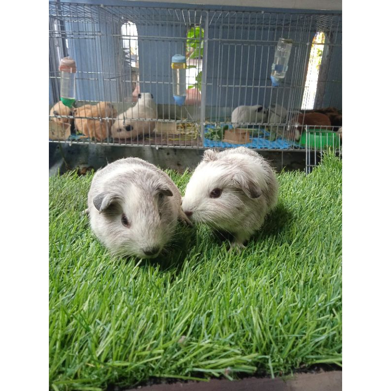 Jual Marmut Hias American Guinea pig | Shopee Indonesia