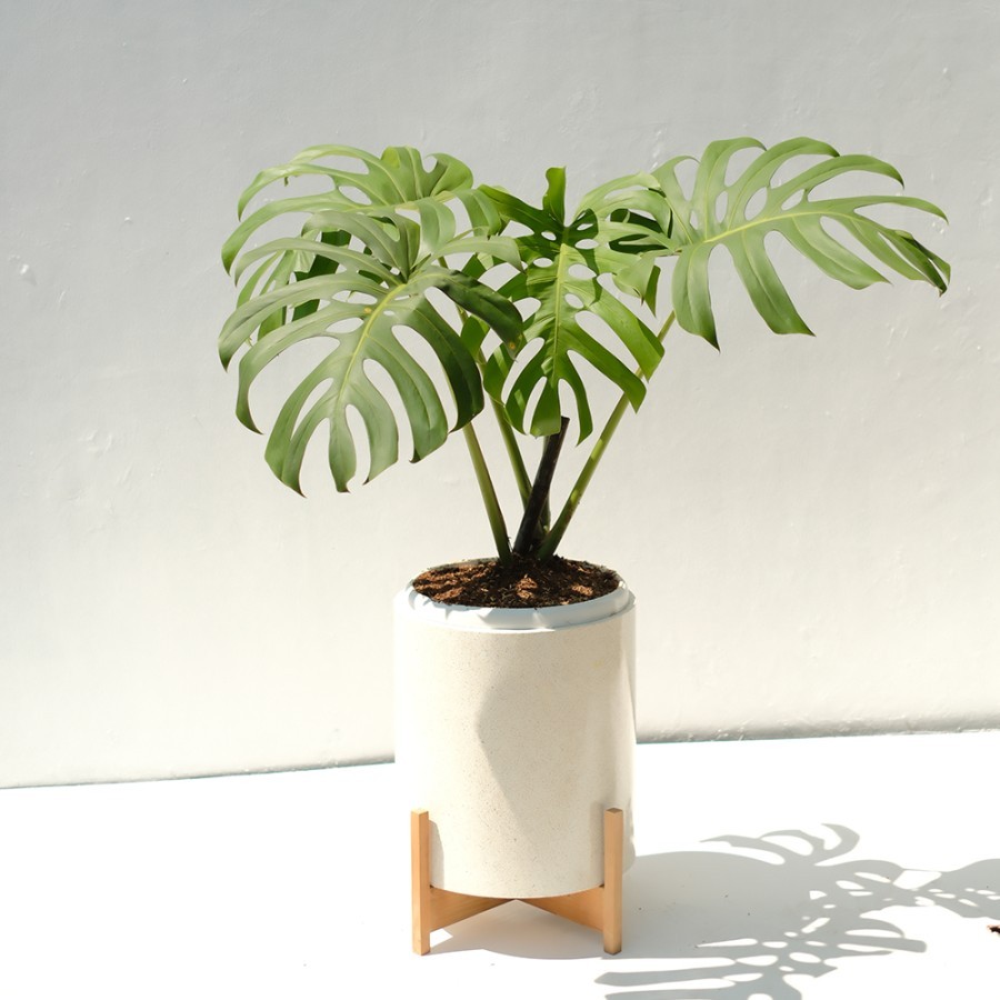 Jual Monstera King + Pot Terazzo Standing | Shopee Indonesia