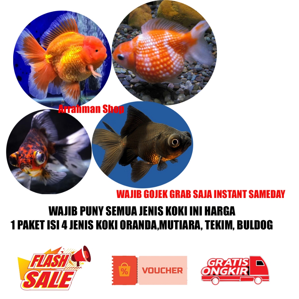 Jual 1 paket IKAN KOKI - IKAN HIAS AQUASCAPE AQUARIUM ikan mas koki ...