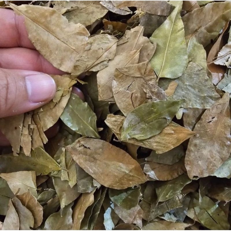 Jual Daun Kemuning Kering 100gr / 500gr | Shopee Indonesia