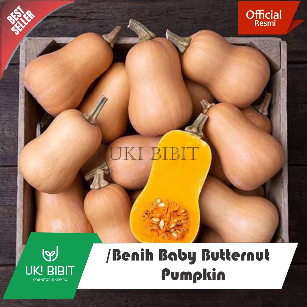 Jual ( 5 Butir ) Benih Baby Waltham Butternut Pumpkin Jacqueline ...