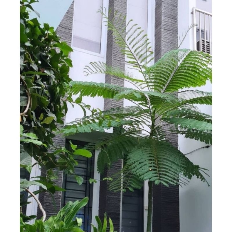 Jual Solobium tinggi 80 Sampai 1meter pakis Brazil | Shopee Indonesia