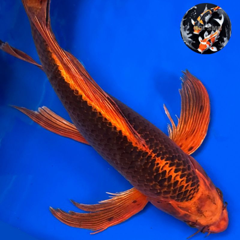 Jual Ikan KOI AKA MATSUBA butterfly | Shopee Indonesia