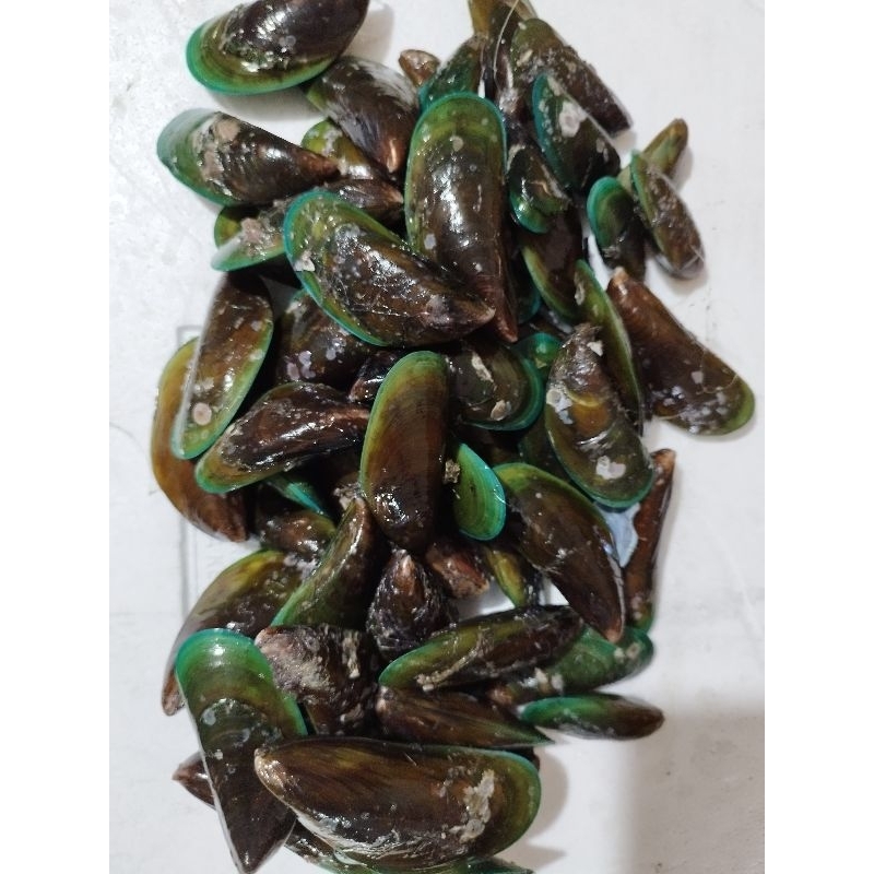 Jual Kerang ijo fresh dan segar 1kg | Shopee Indonesia