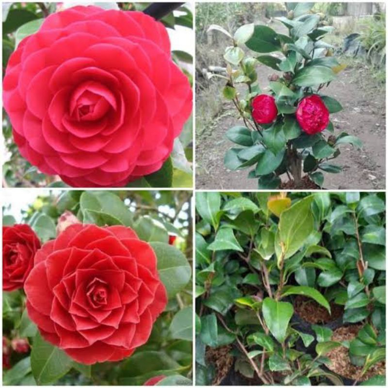 Jual Bibit Bunga Camelia Merah Siap Berbunga Hasil Cangkok | Shopee ...