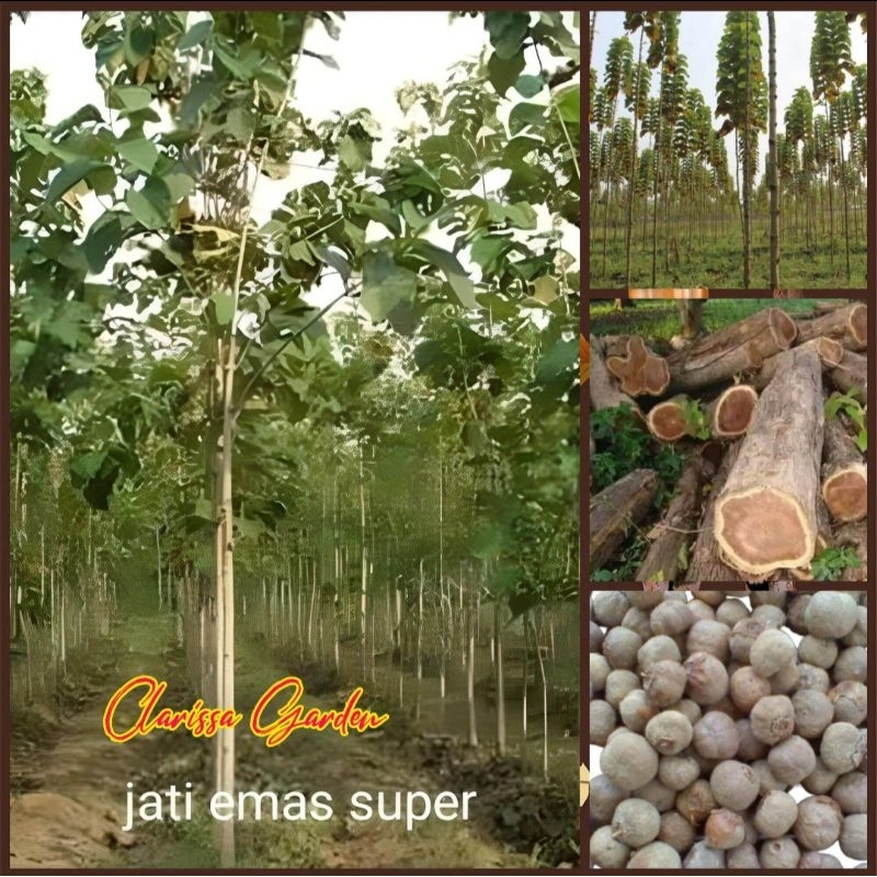 Jual BIJI | BENIH JATI EMAS HYBRID KUALITAS SUPER | Shopee Indonesia