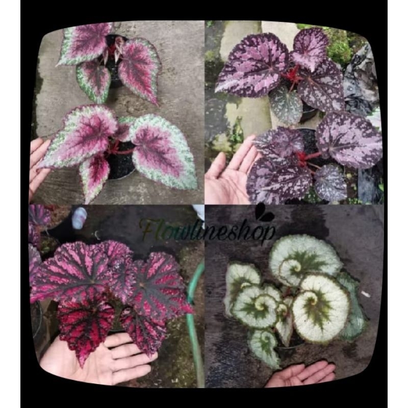 Jual paket 4 begonia F1. | Shopee Indonesia