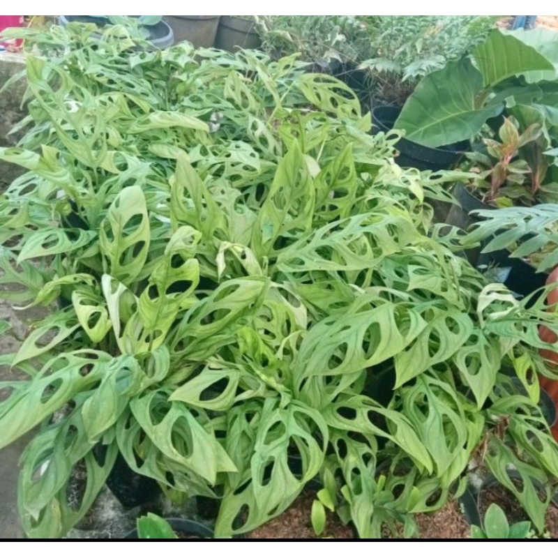Jual Tanaman janda bolong/monstera andansoni | Shopee Indonesia