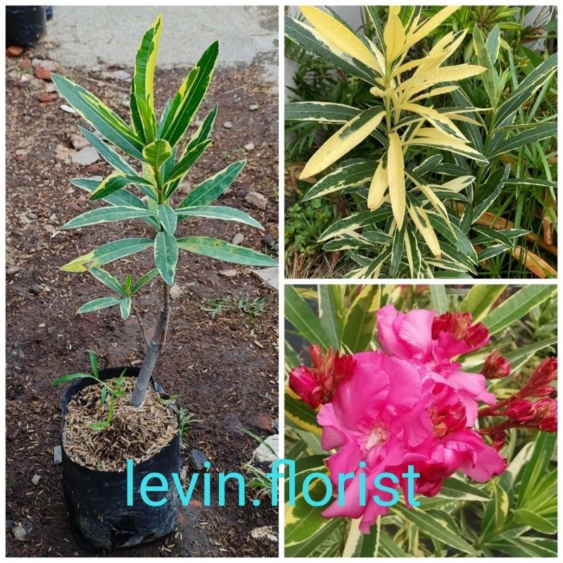 Jual [LANGKA] Nerium Oleander variegata/ oleandra jepun mentega bibit tanaman hias bunga ...