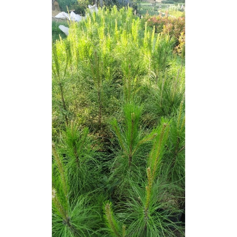 Jual Pohon Pinus (Pinus spp) | Shopee Indonesia