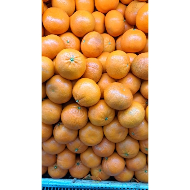 Jual Jeruk Tangold Australia | Jeruk Mini Tangold Segar 1 Kg | Shopee ...