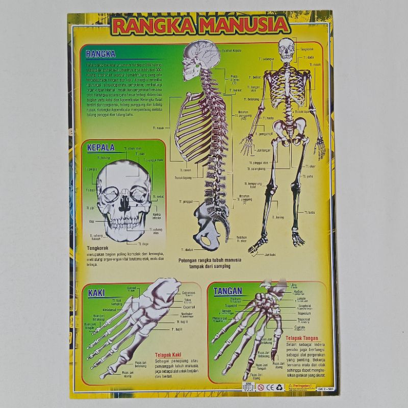 Jual Poster Anak Edukasi Belajar Rangka Manusia | Shopee Indonesia
