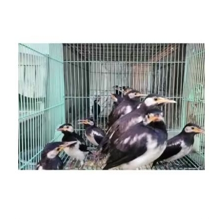 Jual Burung Jalak suren Anakan Lolohan | Shopee Indonesia