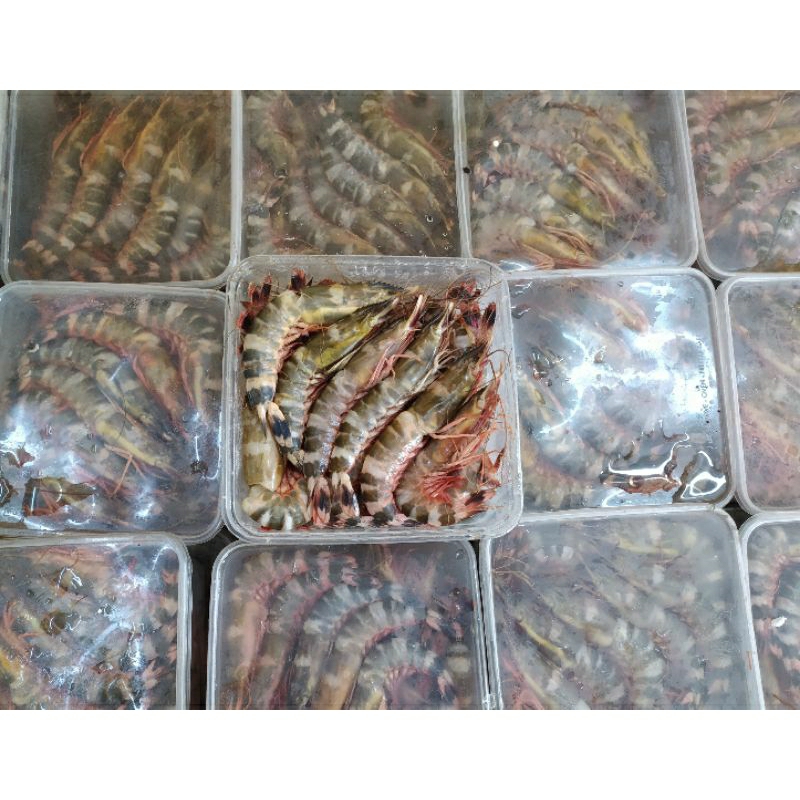 Jual Udang Windu / Tiger | Shopee Indonesia