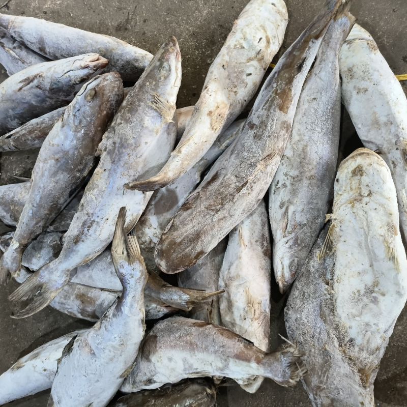 Jual Ikan Manyung 10kg | Shopee Indonesia