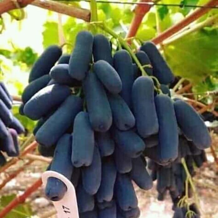 Jual BIBIT ANGGUR MOONDROP IMPORT UNGGUL | Shopee Indonesia