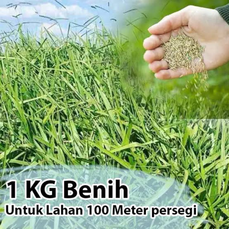 Jual SIGNAL GRASS - RUMPUT SIGNAL GRASS - Biji benih rumput signal ...
