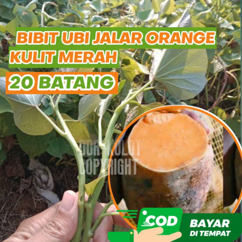 Jual Bibit Ubi Jalar Kuning 20 Batang Umbi Jalar Orange Ubi Oren ...