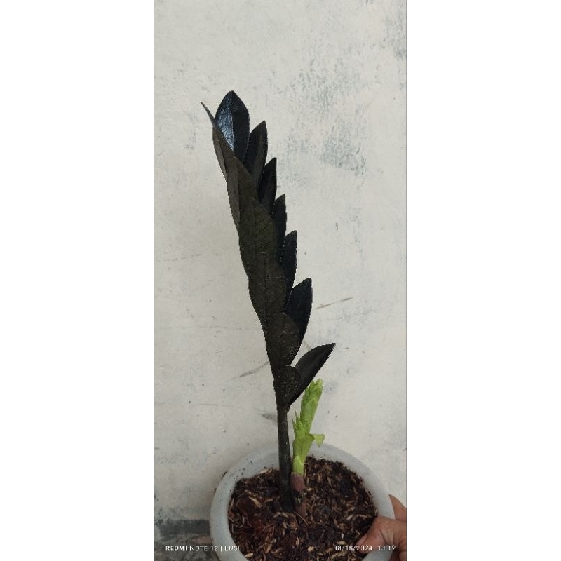 Jual zamia black | Shopee Indonesia