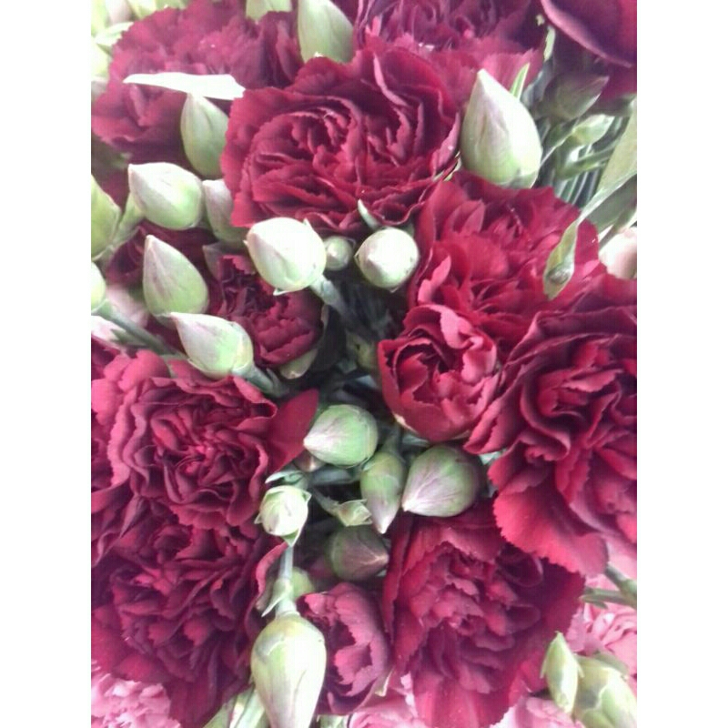 Jual bunga anyelir merah fresh asli isi 10 tangkai | Shopee Indonesia