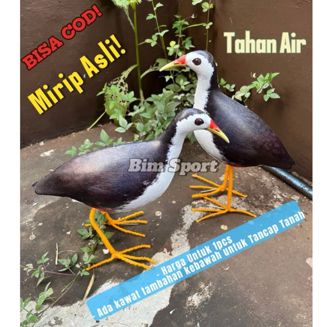Jual Jontrot Kareo Ruak Ruak Sawah / Truwok Padi | Shopee Indonesia