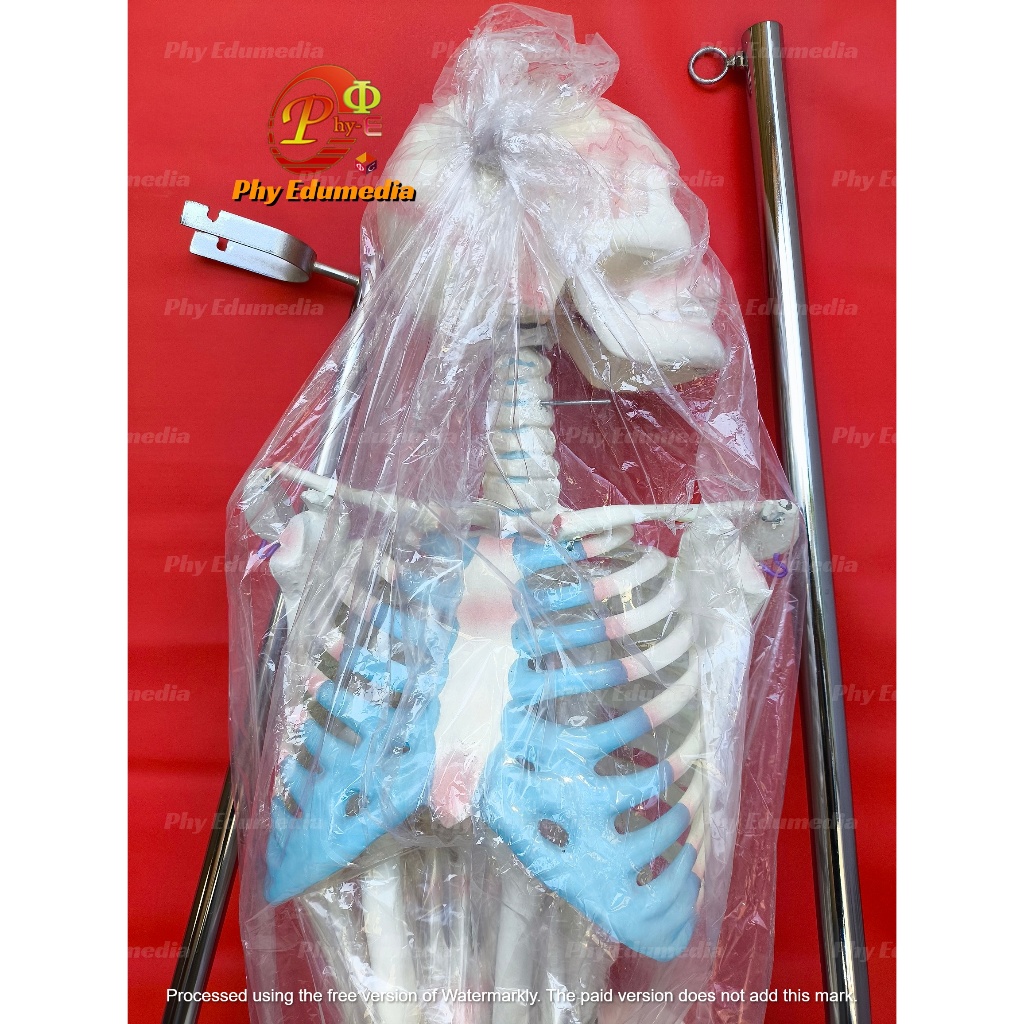Jual Kerangka Manusia / Torso Model Kerangka / Human Skleton BESAR ...