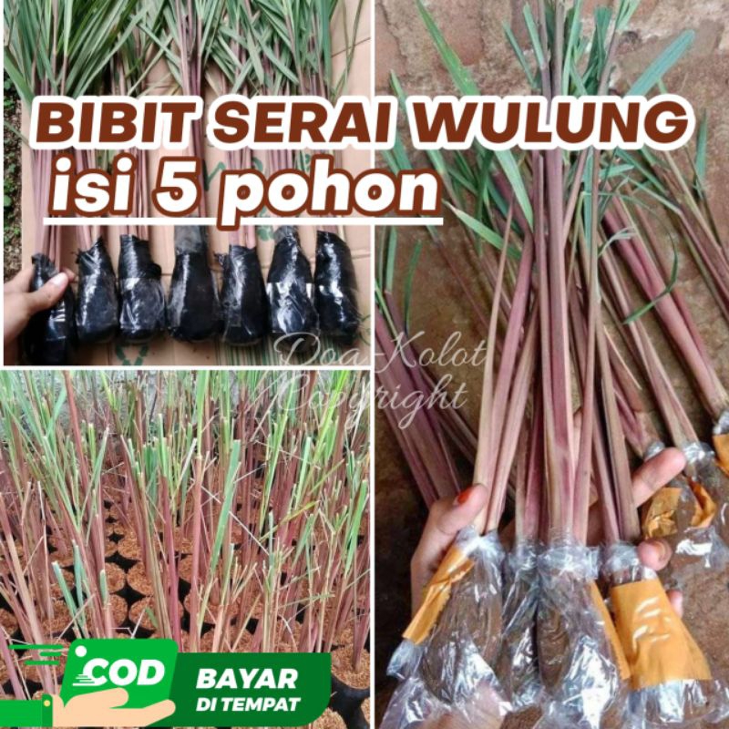 Jual Bibit Serai Merah Serai Lanang isi 5 Pohon Serai Wulung Siap Tanam ...