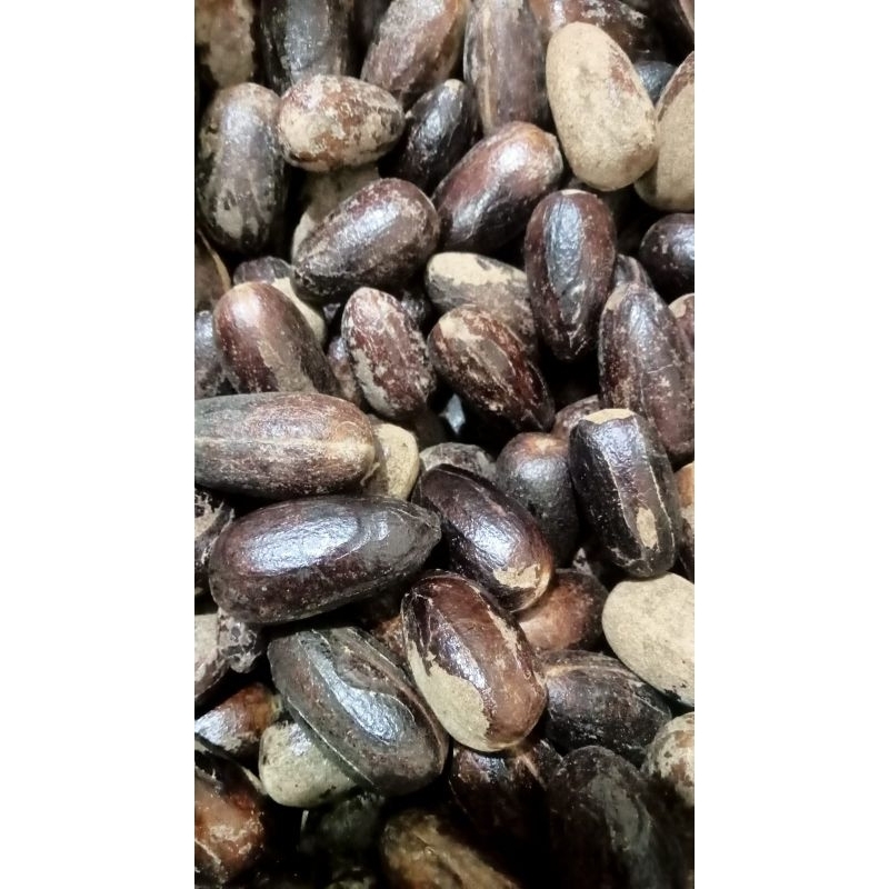 Jual Pala Kulit Lonjong goyang kocak 1 kg asal papua | Shopee Indonesia