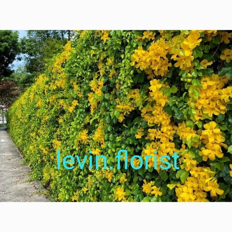 Jual [1meter up] Cats claw vine creeper / dolichandra unguis cakar ...