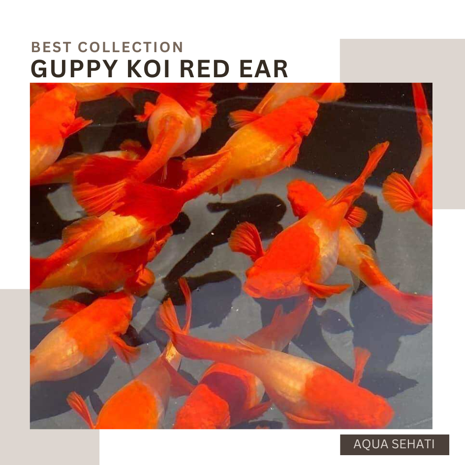 Jual BELI 6 BONUS 1 - ALBINO KOI RED EAR LINE VIETNAM - KING KOI ...