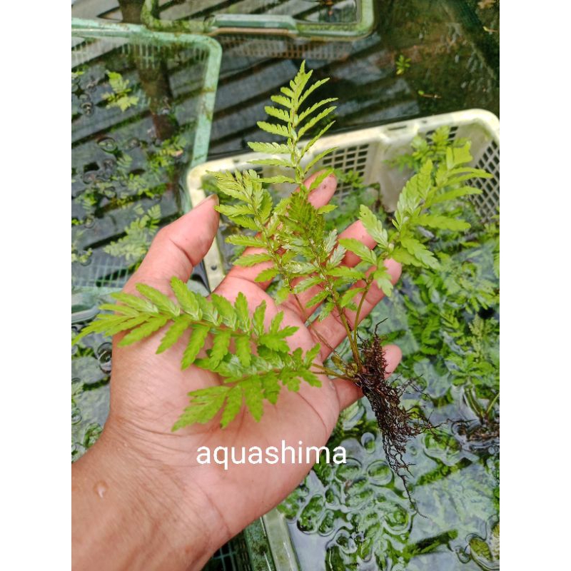 Jual pakis gunung/pakis rujug tanaman aquascape hiasan aquarium ...