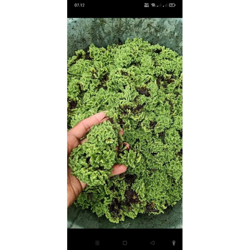 Jual azolla azola Super gemuk 500 gram termurah pakan alternatif untuk ...