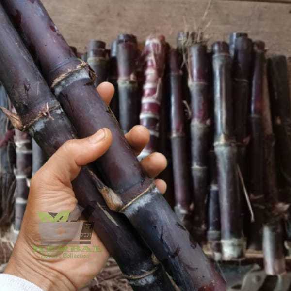 Jual Tebu Hitam Tebu Wulung Atau Tebu Ireng Segar 5 Stek Batang ...