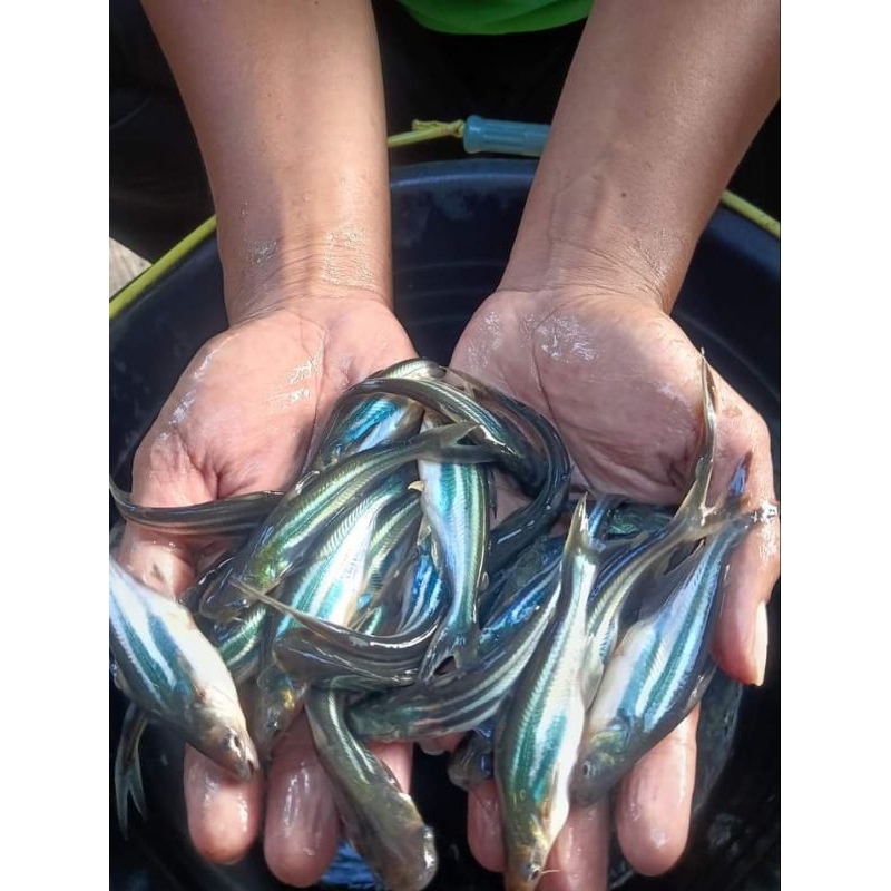 Jual Bibit Ikan Patin 1 paket isi 50 ekor 50.000 ribu | Shopee Indonesia