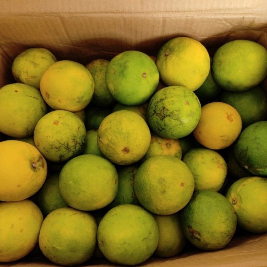 Jual Jeruk Baby fresh manis per kg | Shopee Indonesia