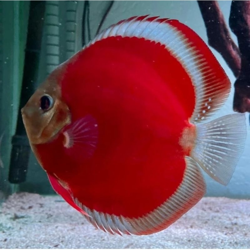 Jual Styrofoam Discus Hias Air Tawar Sun Merah (SM) HB size 5" | Shopee ...