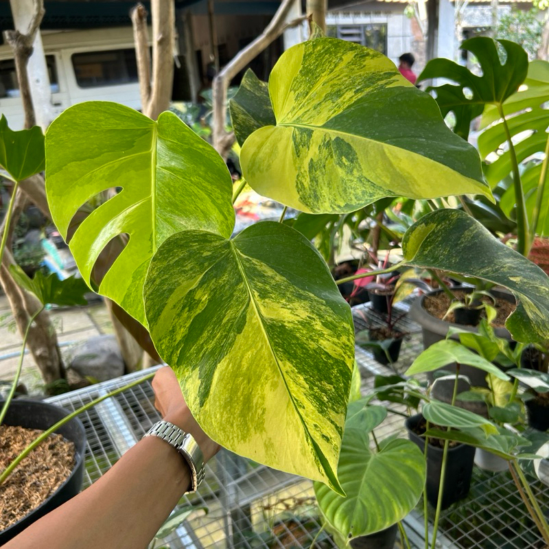 Jual monstera marmorata A real pict | Shopee Indonesia