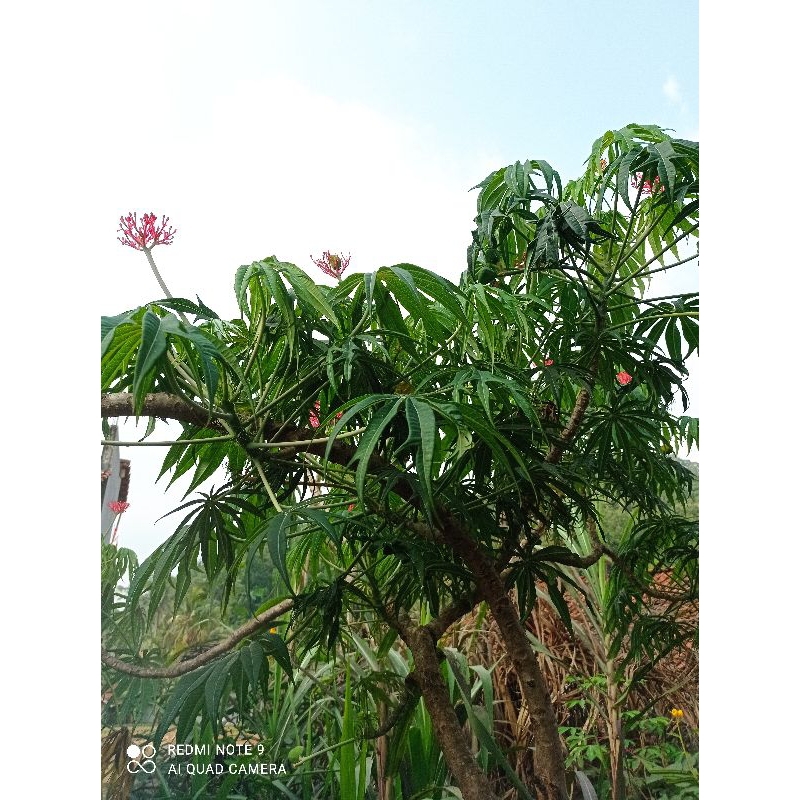 Jual Jual daun yodium segar atau betadine fres 250 gram | Shopee Indonesia