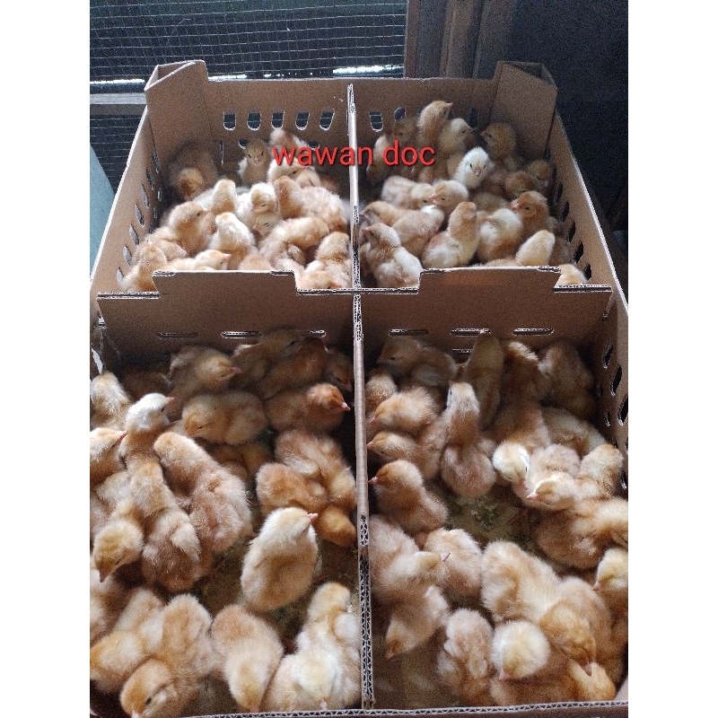 Jual Doc ayam petelur | Shopee Indonesia