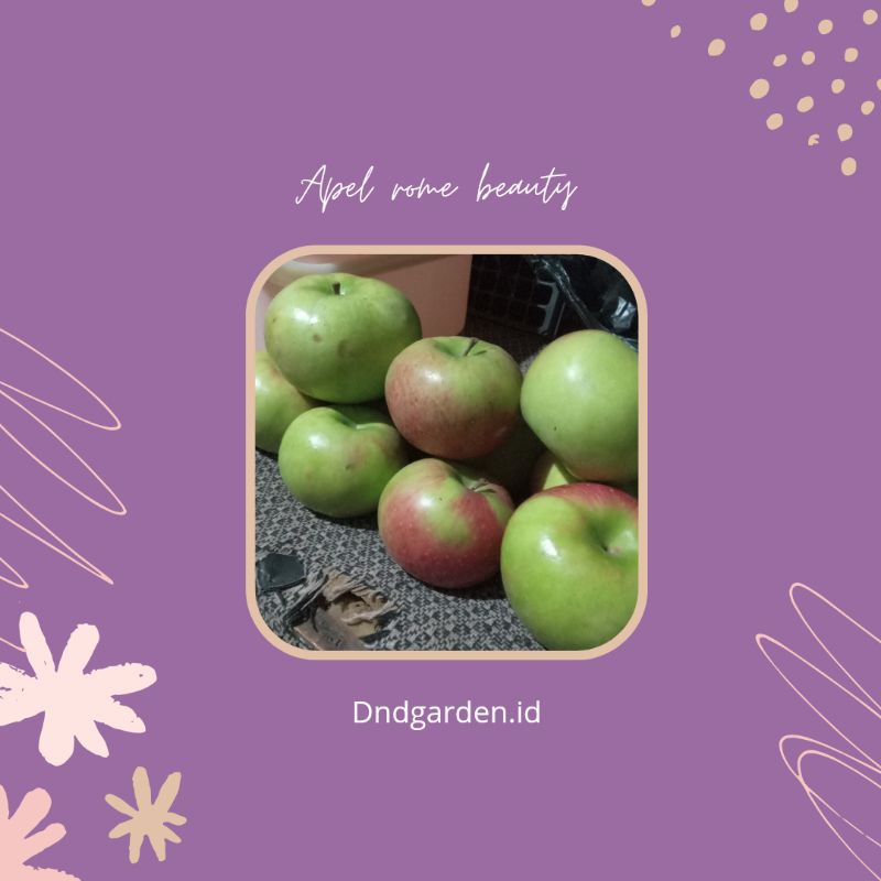 Jual buah apel rome beauty apel manalagi apel wanglin 1 kg batu malang ...