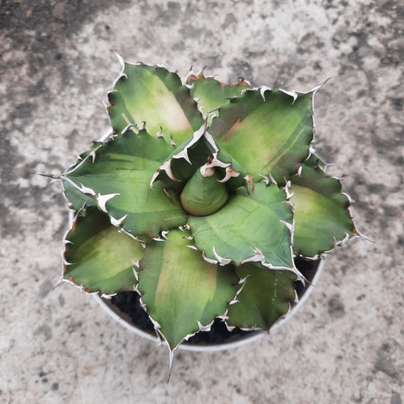 Jual Agave titanota "Solar Eclipse" size medium | Shopee Indonesia