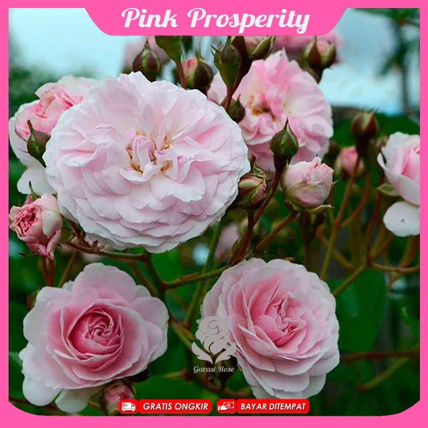 Jual Tanaman Mawar Old Rose - Mawar Kampung Wangi Strong | Shopee Indonesia