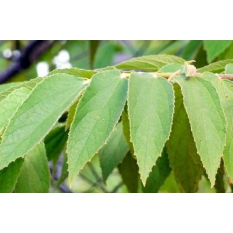 Jual Daun ceri segar/ daun kersen alami / daun talok segar/ daun ...