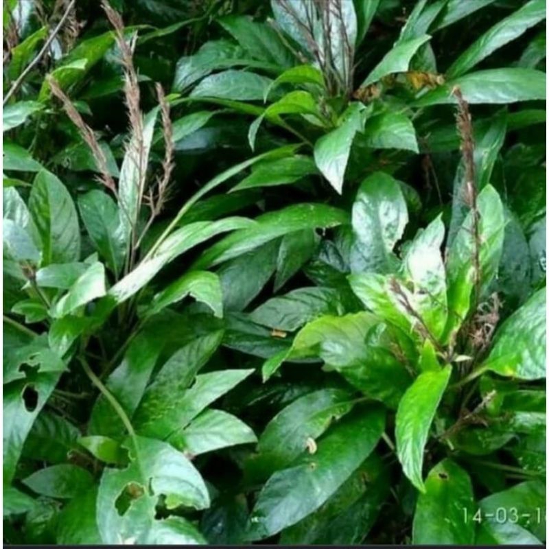 Jual daun gempur batu /500g | Shopee Indonesia
