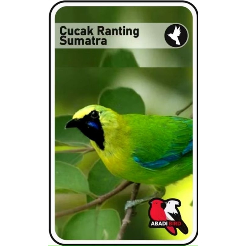 Jual Burung Cucak Ranting Sumatera Rawatan Rajin Fullset Kandang Harga NETTTTT | Shopee Indonesia