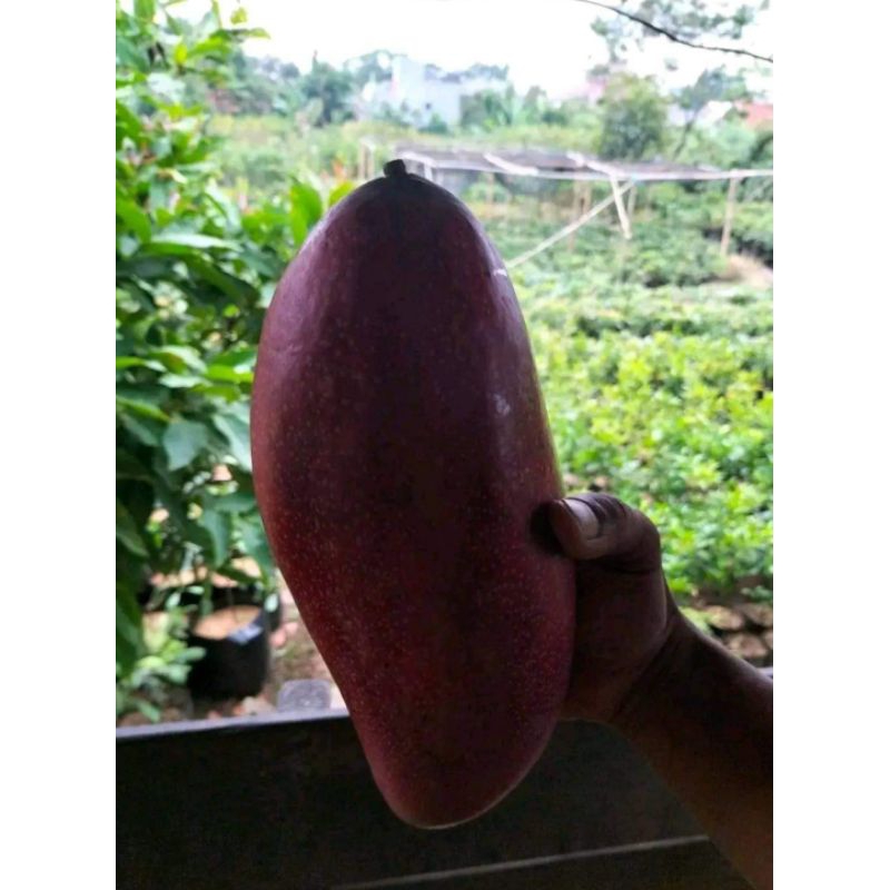 Jual mangga red invory tinggi 1 meter cepat berbuah | Shopee Indonesia