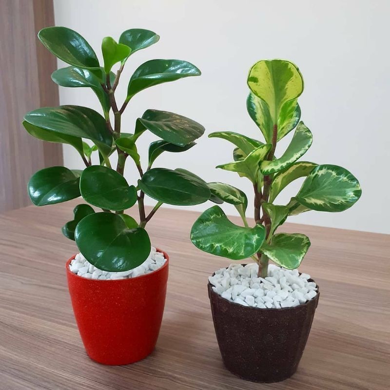 Jual tanaman hias 2 paket peperomia - money tree - teplant jade plant ...